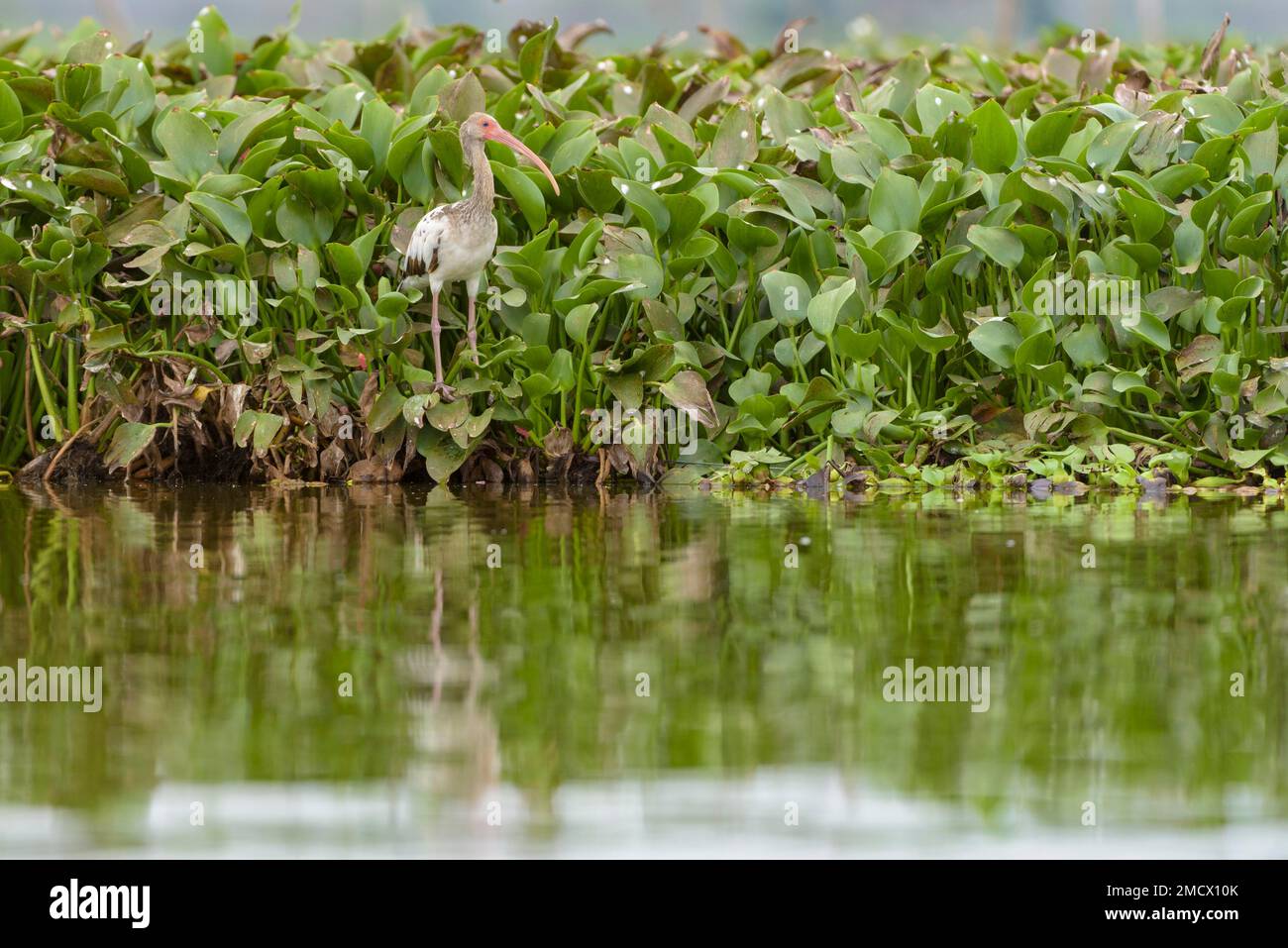 American white ibis (Eudocimus albus) standing on aquatic plants, La ...