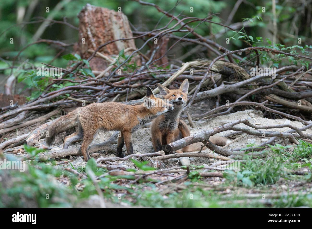 Red fox (Vulpes vulpes) fox cubs, in front of the fox den in the forest ...
