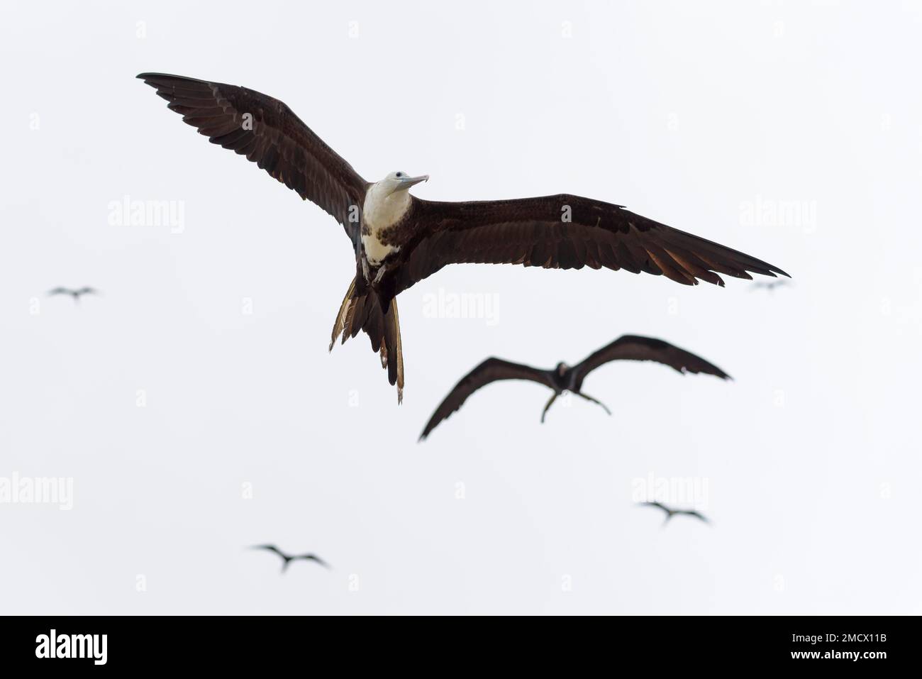 Magnificent frigatebirds (Fregata magnificens) in flight, Manabi ... Magnificent frigatebirds (Fregata magnificens) in flight, Manabi ...