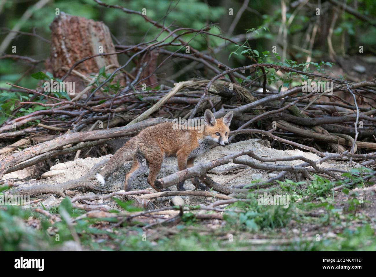 Red fox (Vulpes vulpes) fox cub, observed, in front of fox den in ...