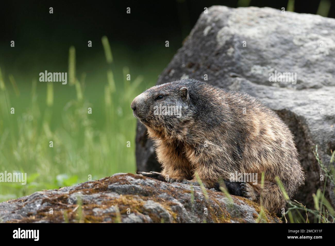 Alpine marmot (Marmota marmota), sitting on a rock, Bavaria, Germany Stock Photo - Alamy