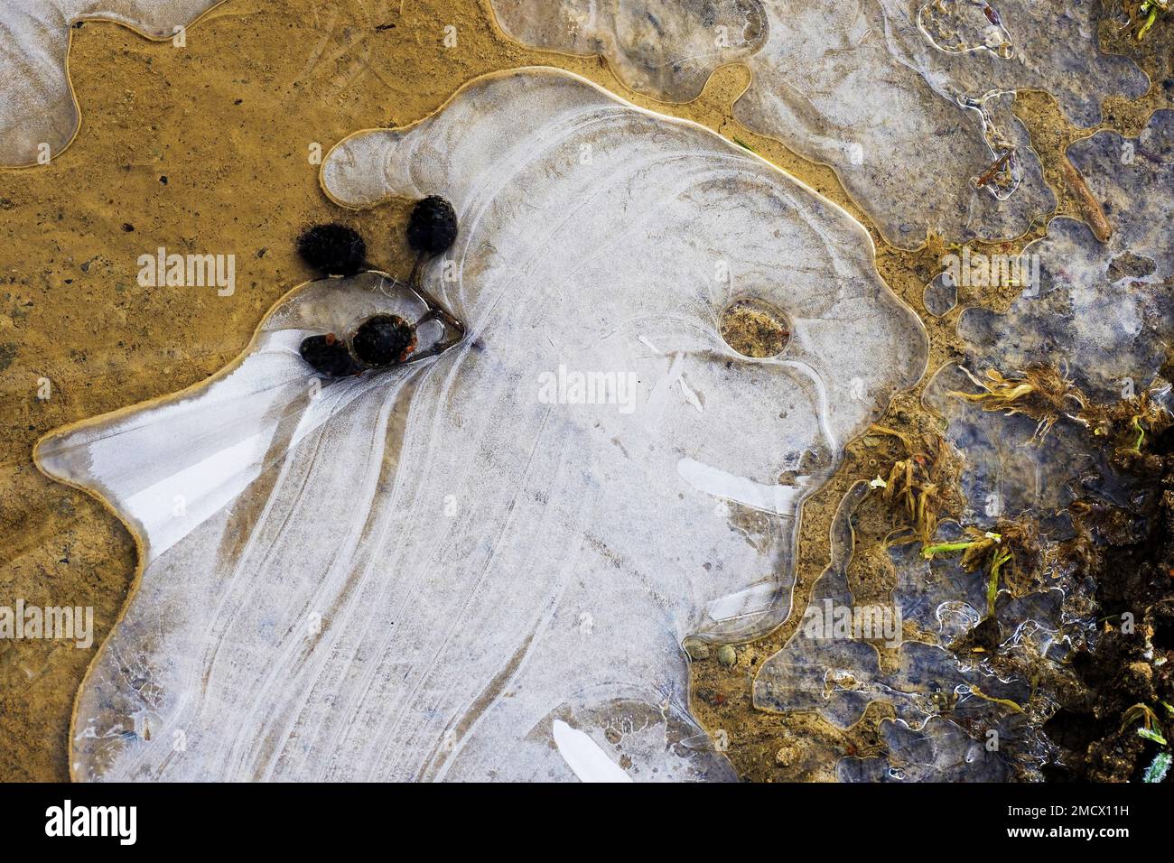 Cold water creature hi-res stock photography and images - Alamy