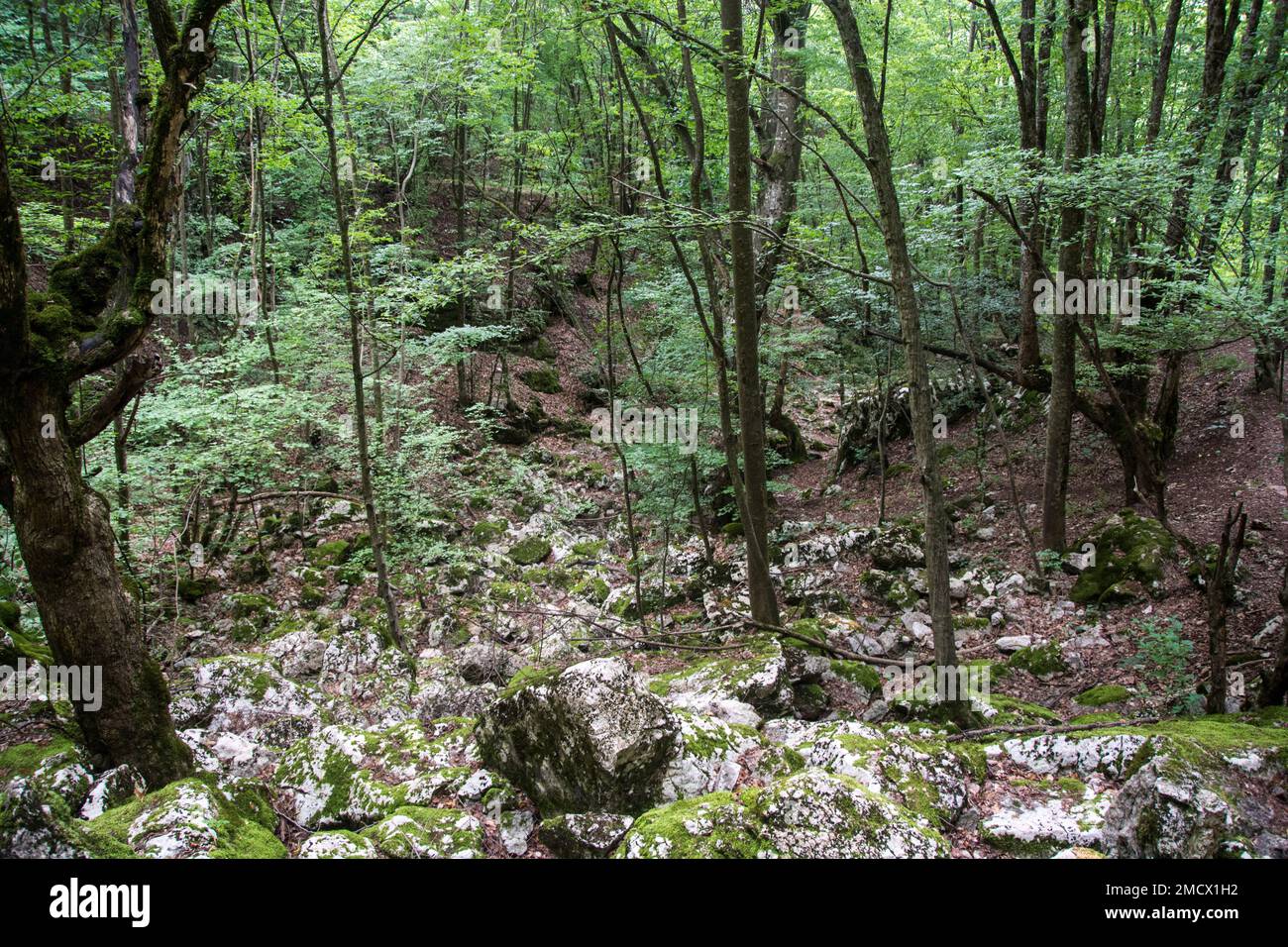 Well or springhead source of the Grza river in Serbia Stock Photo - Alamy
