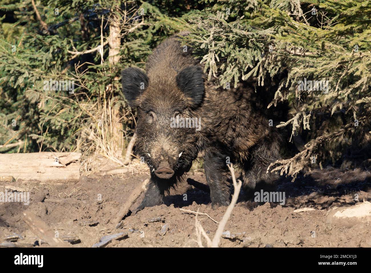 Wild boar (Sus scrofa) Wild boar, wild sow, black boar, strong boar at ...