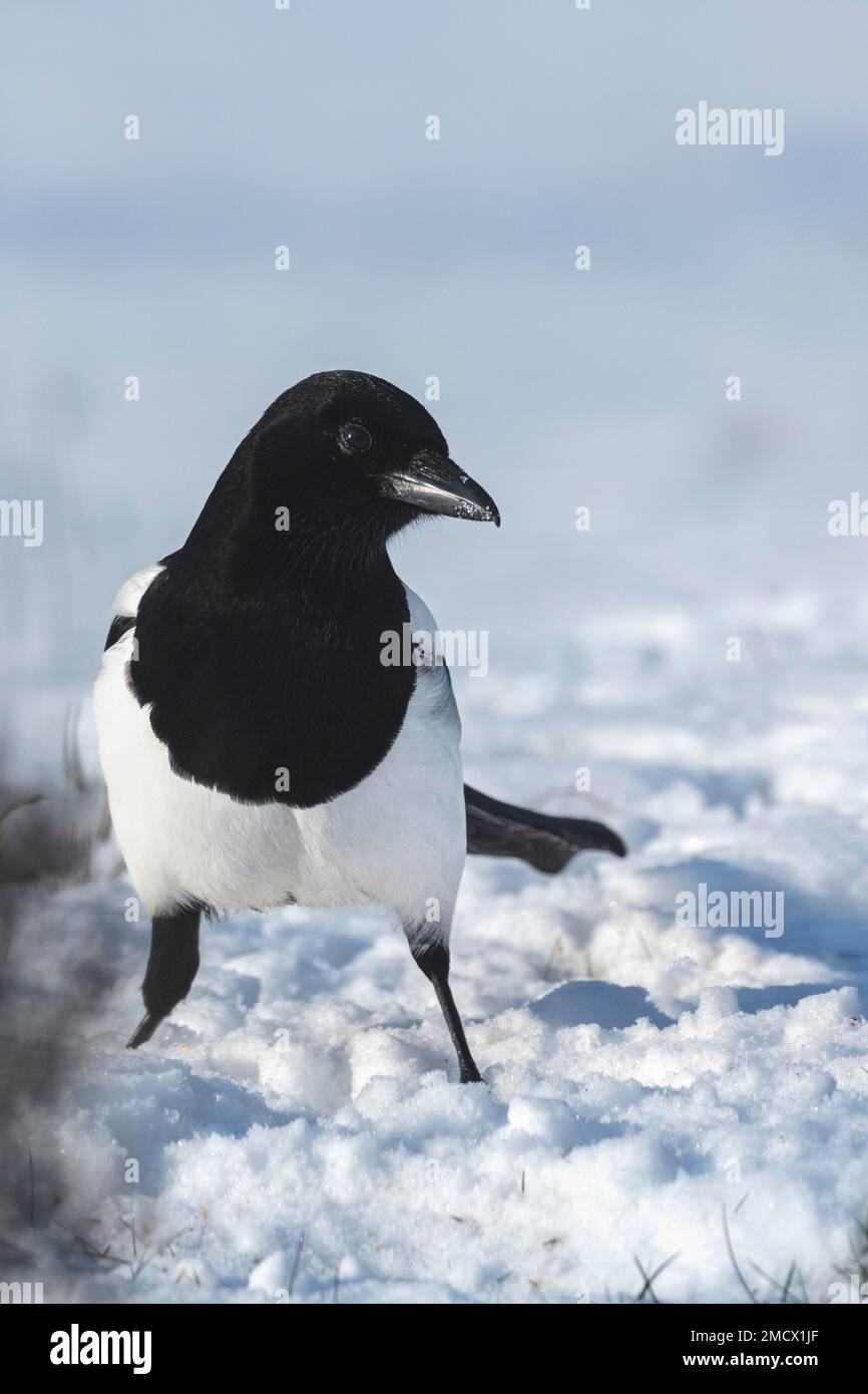 European magpie (Pica pica), animal portrait, winter, snow, Mecklenburg ...