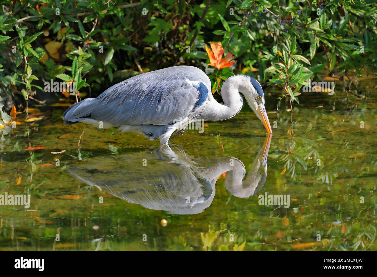 Bird looking for prey in water hi-res stock photography and images - Alamy