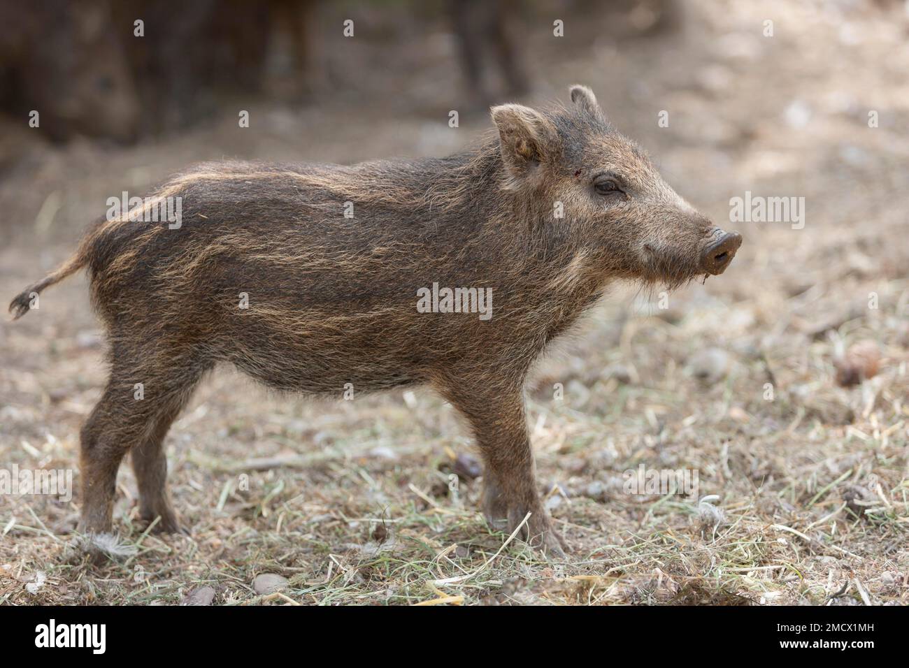 Wild boar (Sus scrofa) Wild boar, Wild sow, young wild boar, Bavaria ...