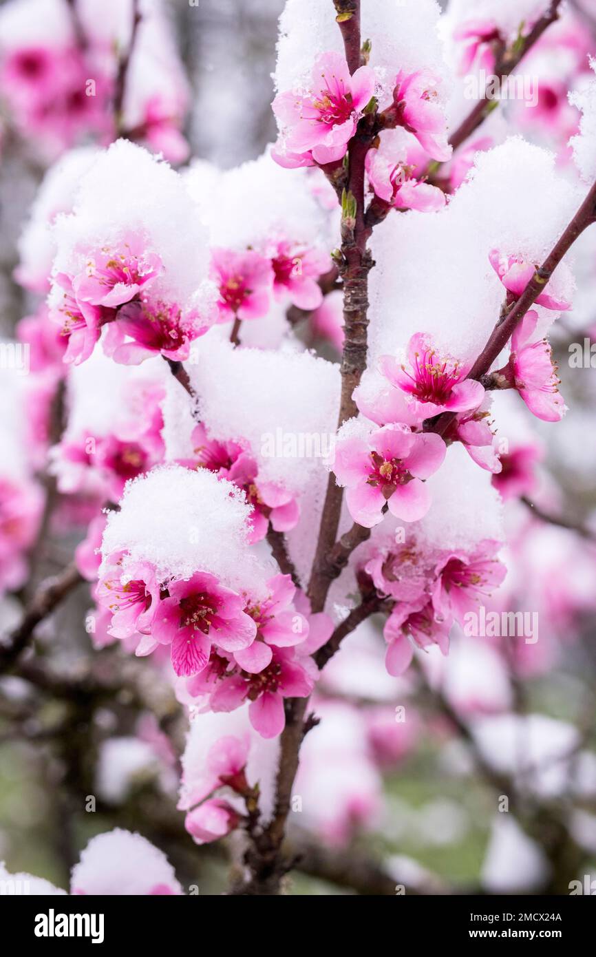 Peach tree, blossoms covered with snow, onset of winter, Baden ...