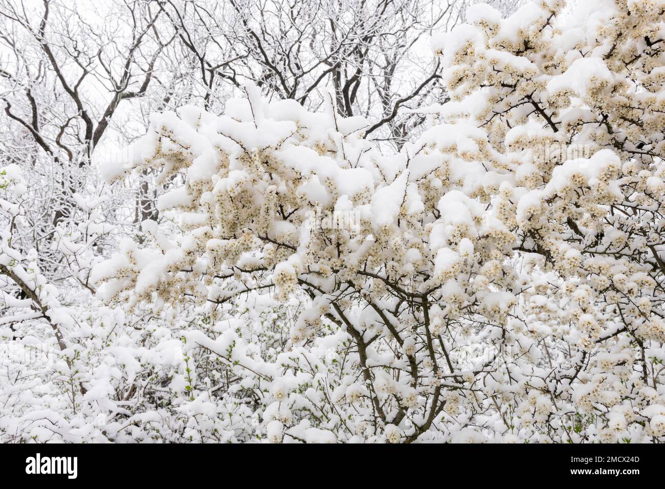 Flowering blackthorn (Prunus spinosa), blackthorn, hedge, winter, snow ...
