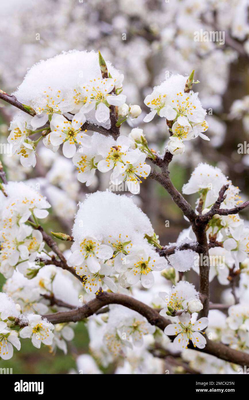 Pear tree covered with fruit hi-res stock photography and images - Alamy