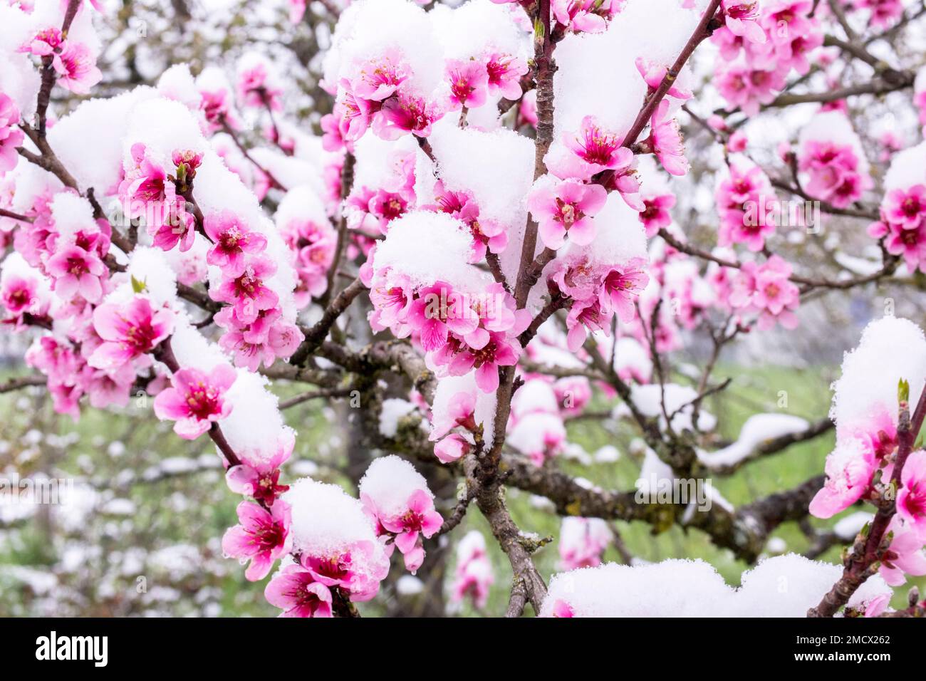 Peach tree, blossoms covered with snow, onset of winter, Baden ...