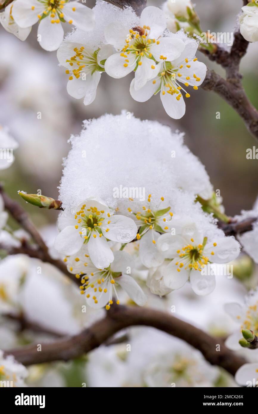 Snow-covered pear tree blossoms after the onset of winter, Baden ...