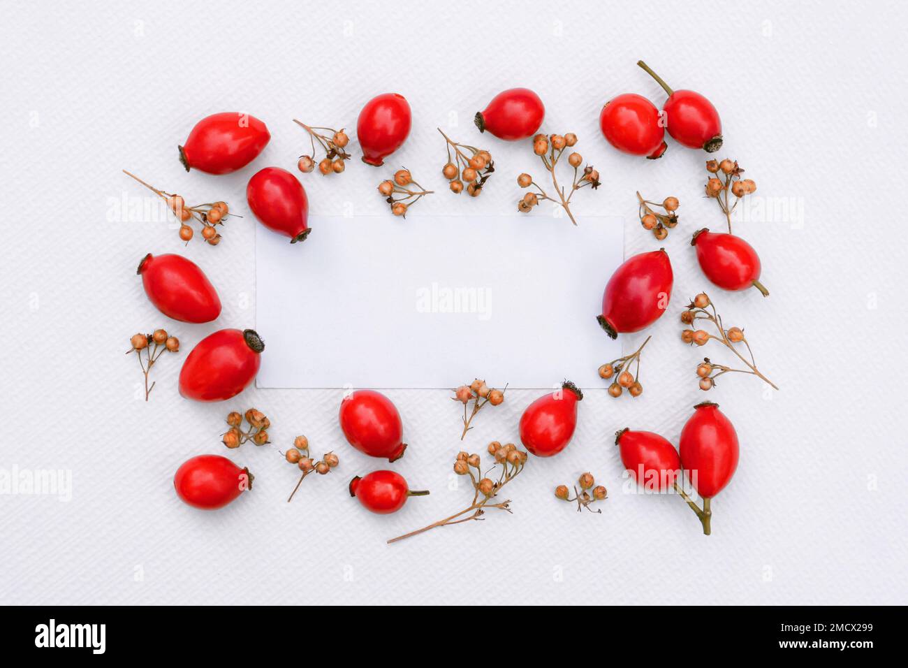 Floral frame of bright red rose hips with copy space on white ...