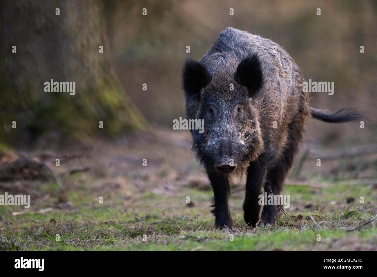 Wild boar boar at the Kirrung. Bitburg, Rhineland-Palatinate, Germany ...