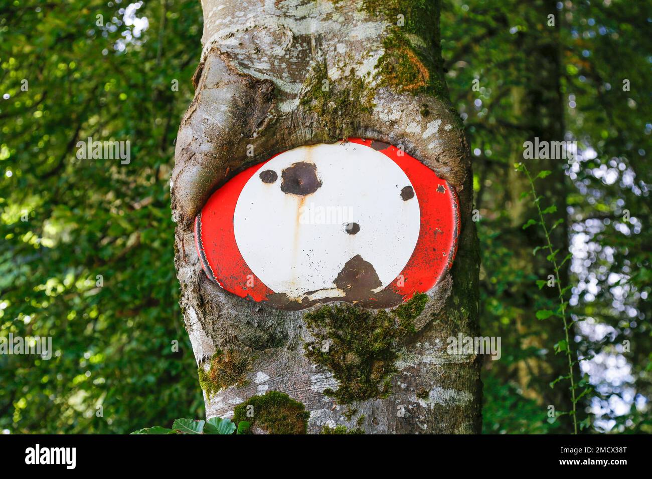Traffic sign no throughway grown into tree trunk, Greuthau nature ...