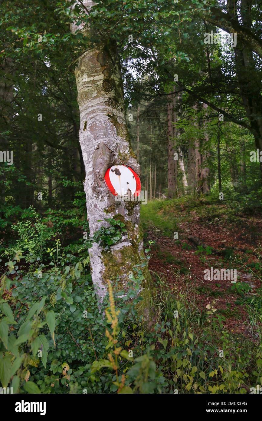 Traffic sign no throughway grown into tree trunk, Greuthau nature ...