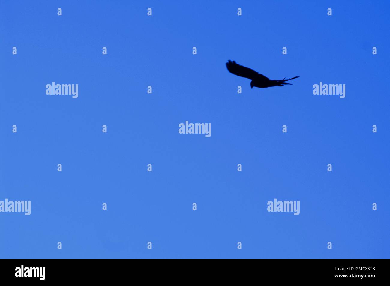 The Silhouette of a flying bird in the clear blue sky Stock Photo - Alamy
