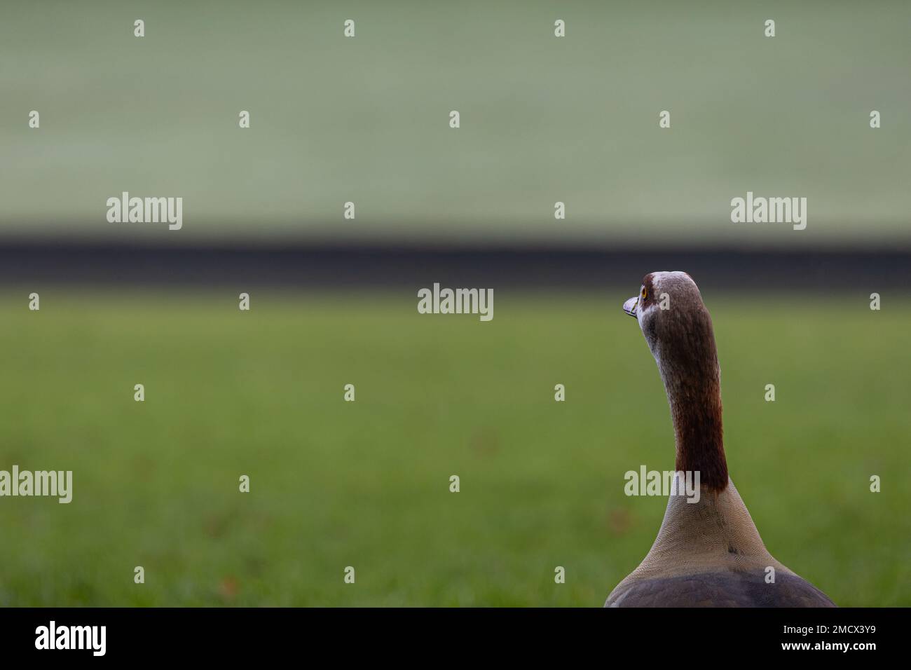 Portrait of Beautiful funny goose from behind Stock Photo - Alamy
