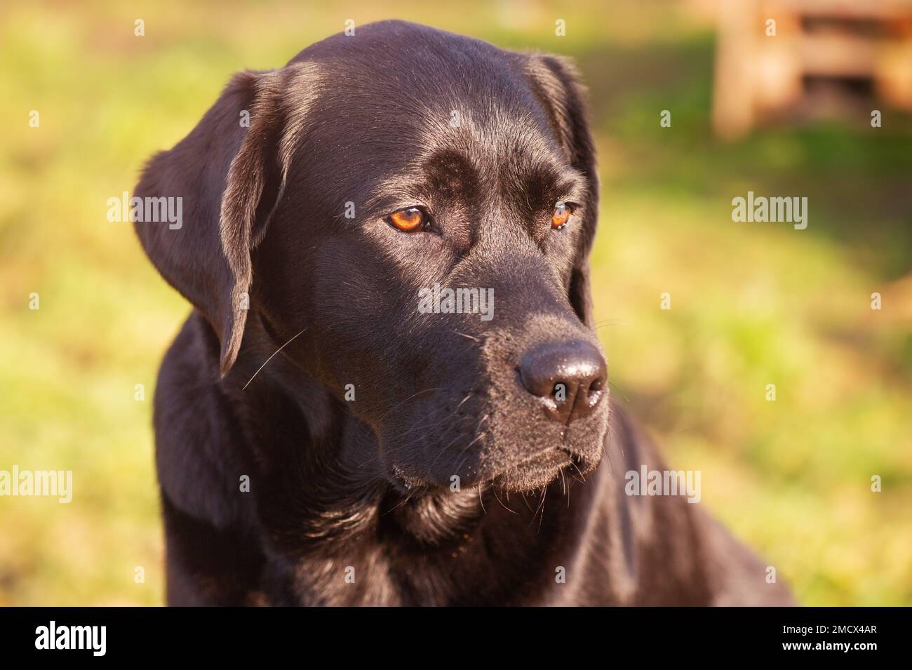 Black dog with brown eyes. Labrador retriever dog portrait Stock Photo ...