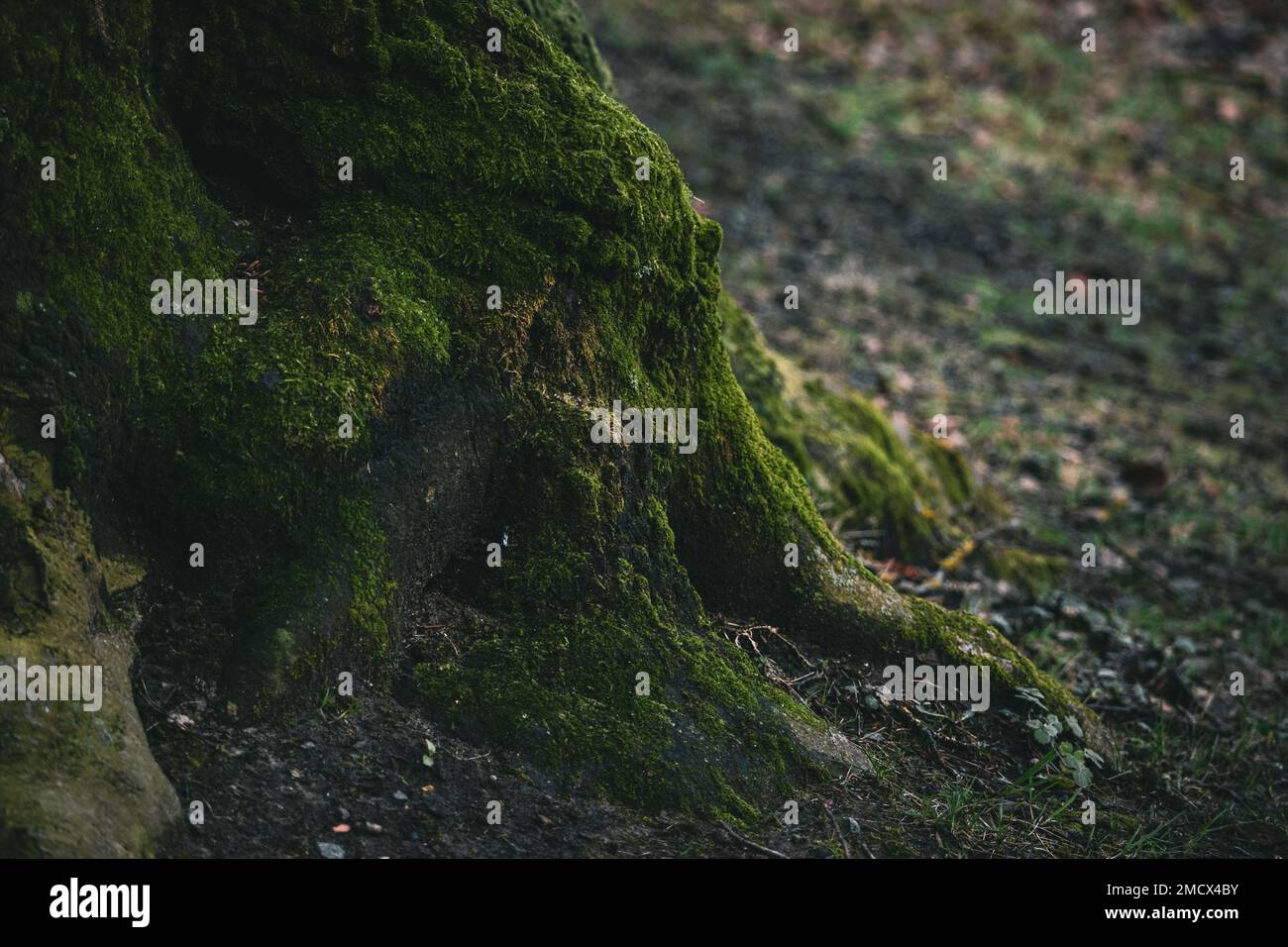 Roots of tree with green moss in autumn forest Stock Photo - Alamy