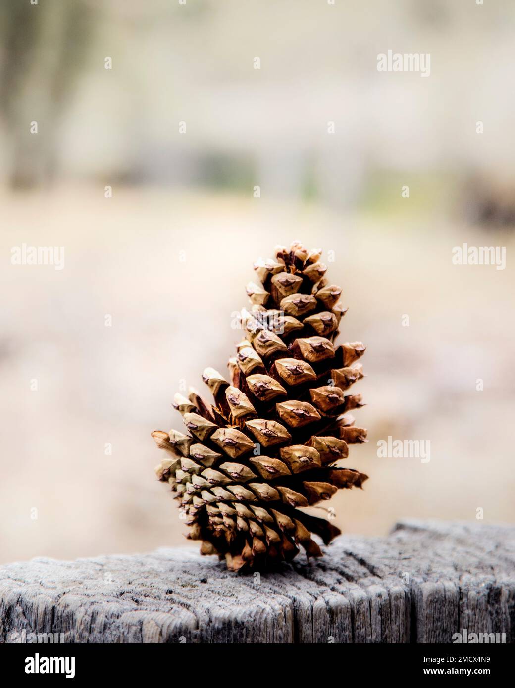 An oversized pine cone from the massive trees in Yosemite Valley ...