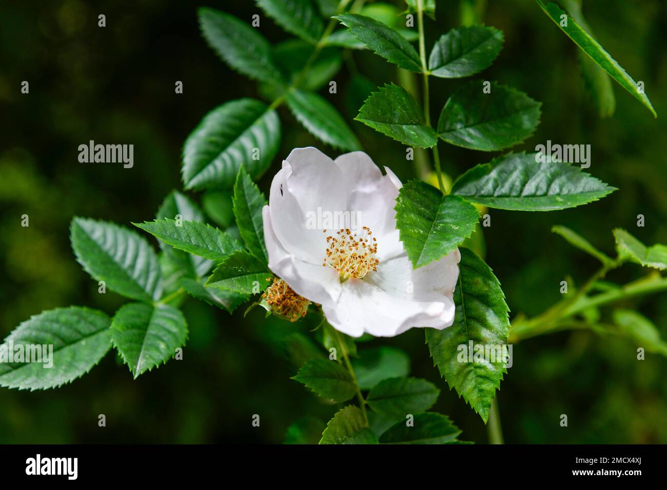 Blossom, 1000-year-old rose bush, Mariendom, Domhof, Hildesheim, Lower ...