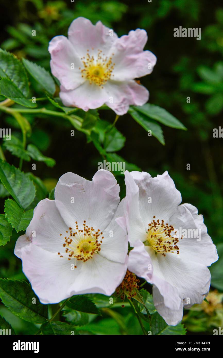 Hildesheim cathedral with historic rose bush hi-res stock photography ...