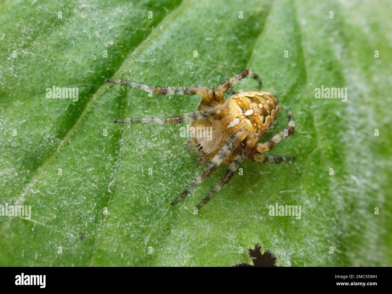 European garden spider (Araneus orb-weaver spider (Araneidae), Mauren ...