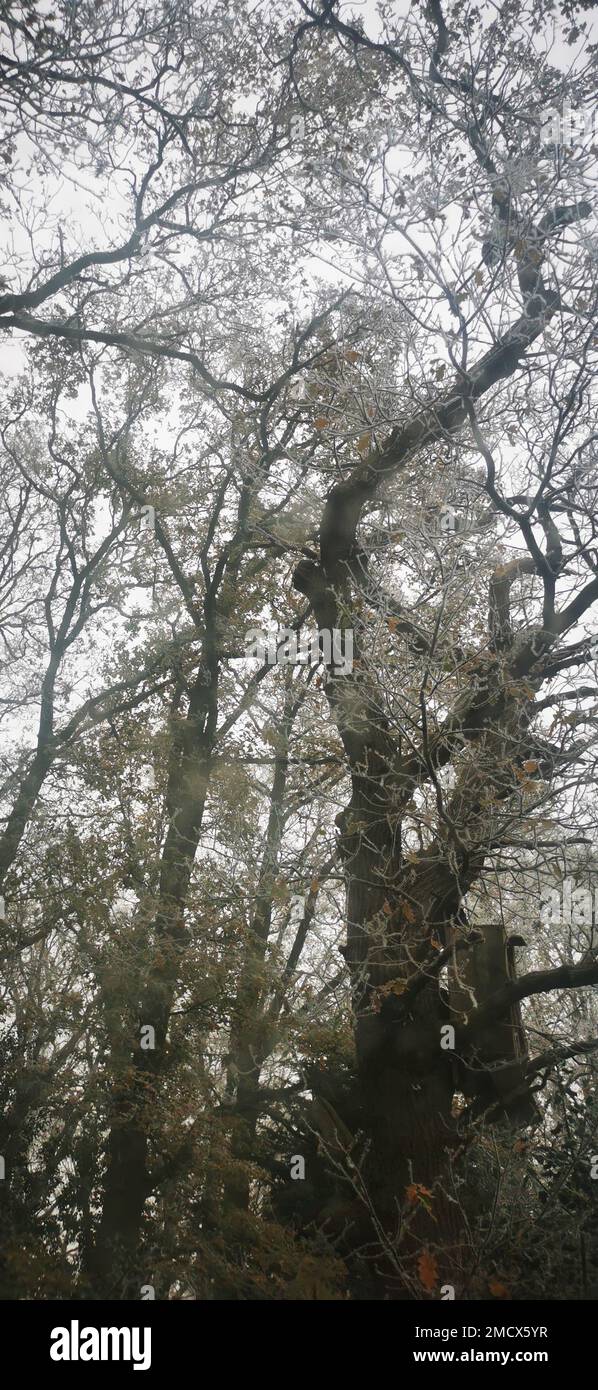 A vertical shot of different thickness deciduous tall trees Stock Photo ...
