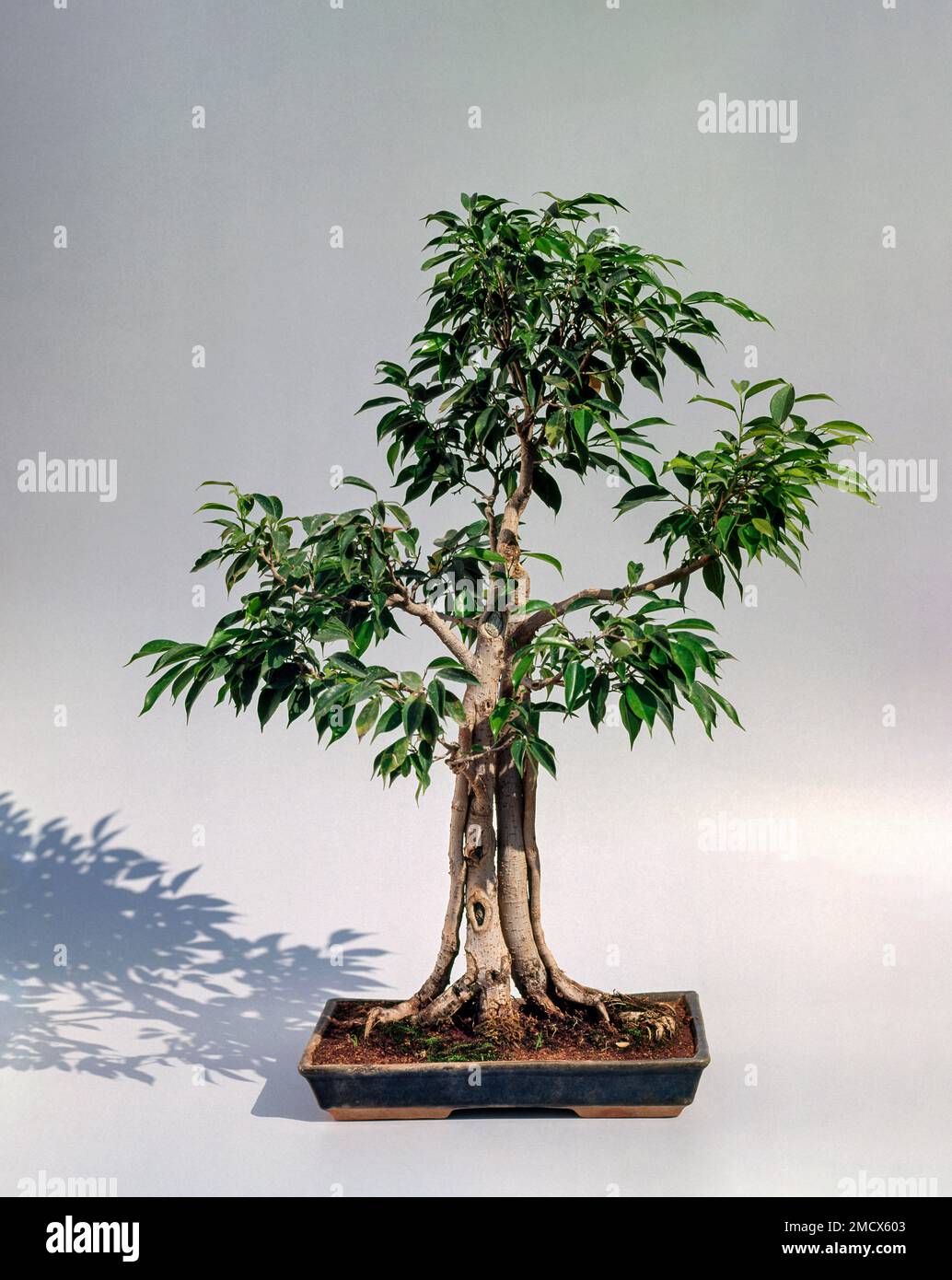 Bonsai, Ficus long island, India Stock Photo - Alamy