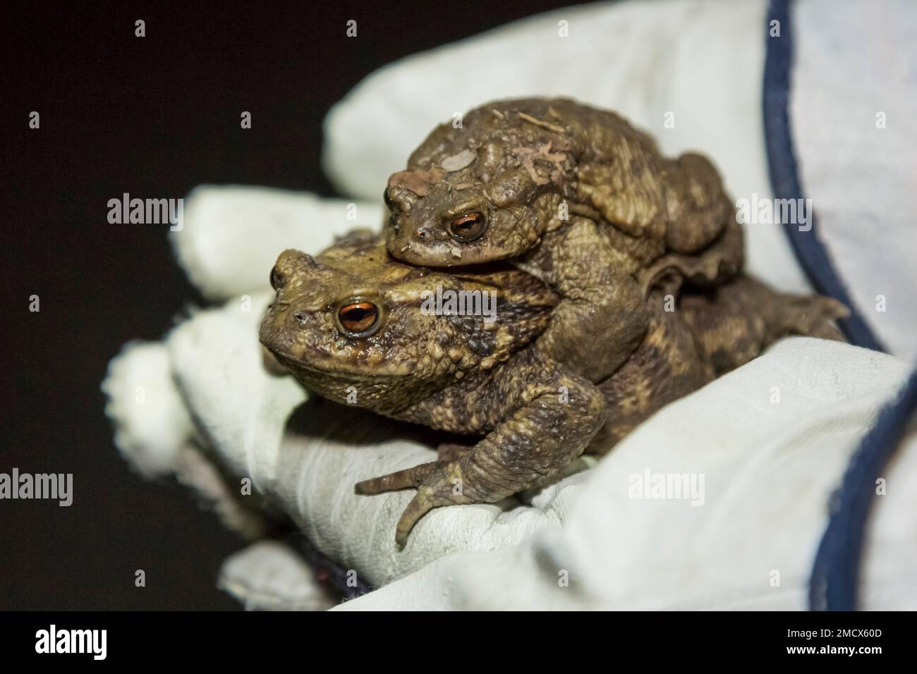 Common toads (Bufo bufo), common toad migration at the Kela pond near ...