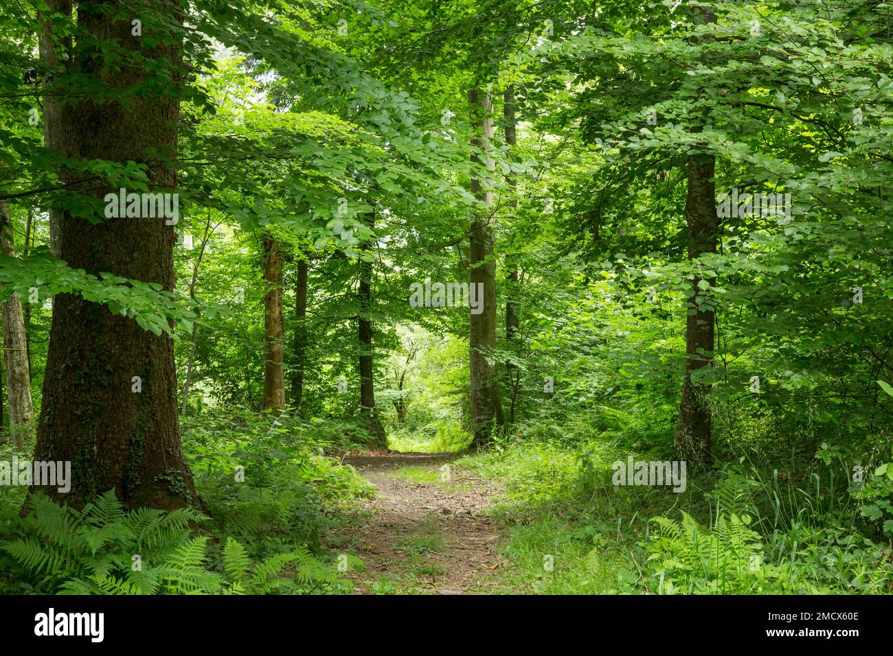 Path through forest, Kratzera, Gamprin-Bendern, Rhine Valley ...