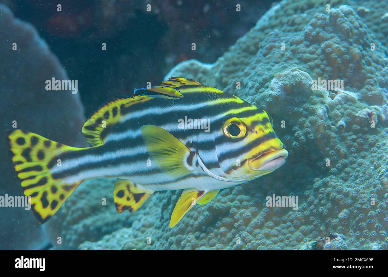 Underwater sea life fish hi-res stock photography and images - Alamy