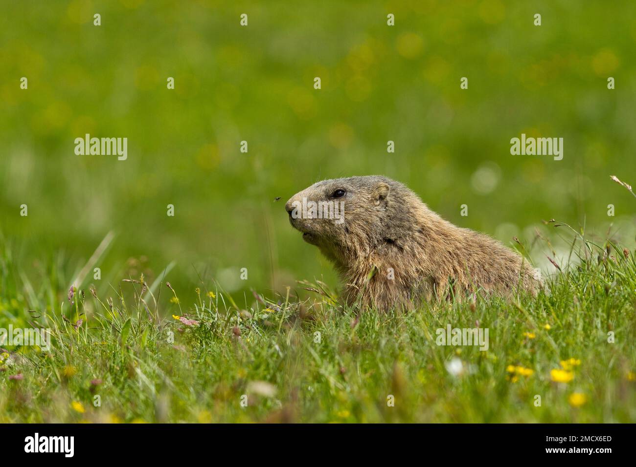 Alpine marmot (Marmota marmota), Taele, Malbun, Triesenberg ...