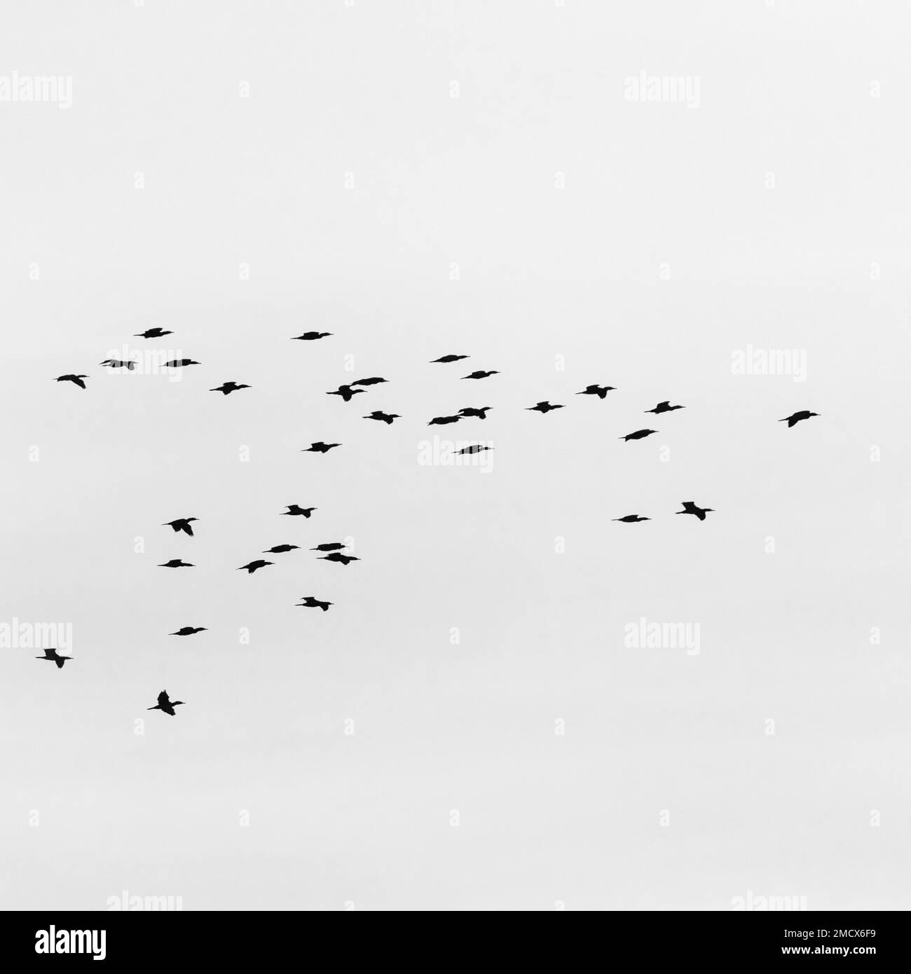 Flight de Black and White Stock Photos & Images - Alamy