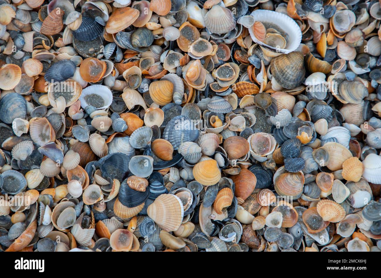 Variety of broken shells hi-res stock photography and images - Alamy