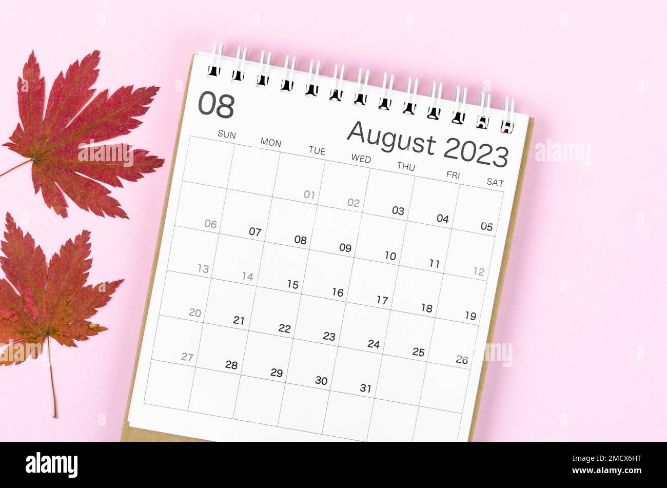 August 2023 desk calendar for 2023 year with autumn maple leaf on pink ...