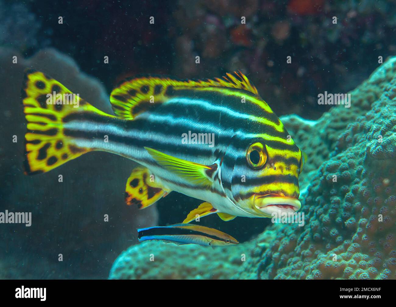 Underwater sea life fish hi-res stock photography and images - Alamy