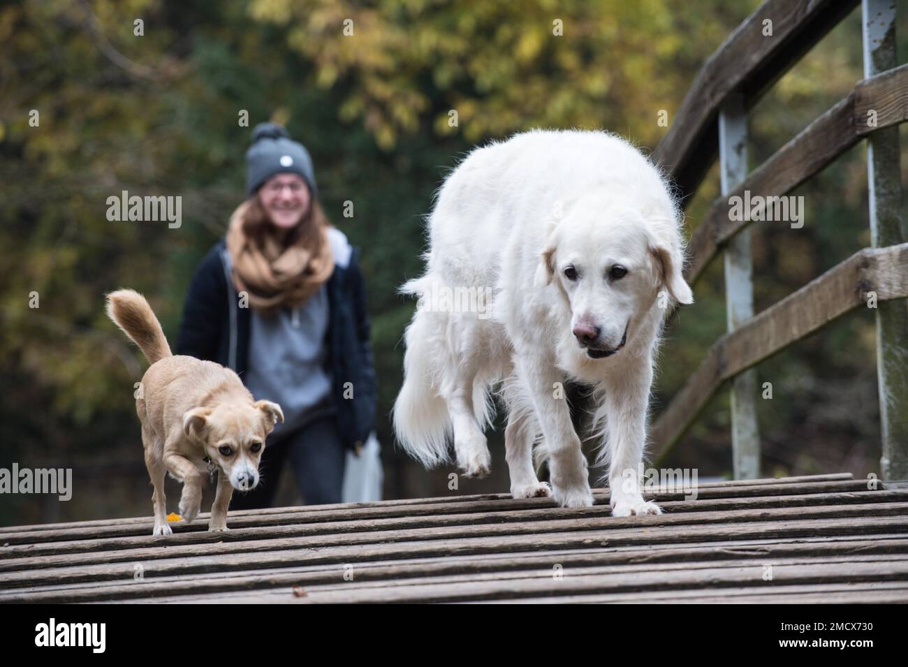 A large white and a small brown dog run side by side across a wooden ...