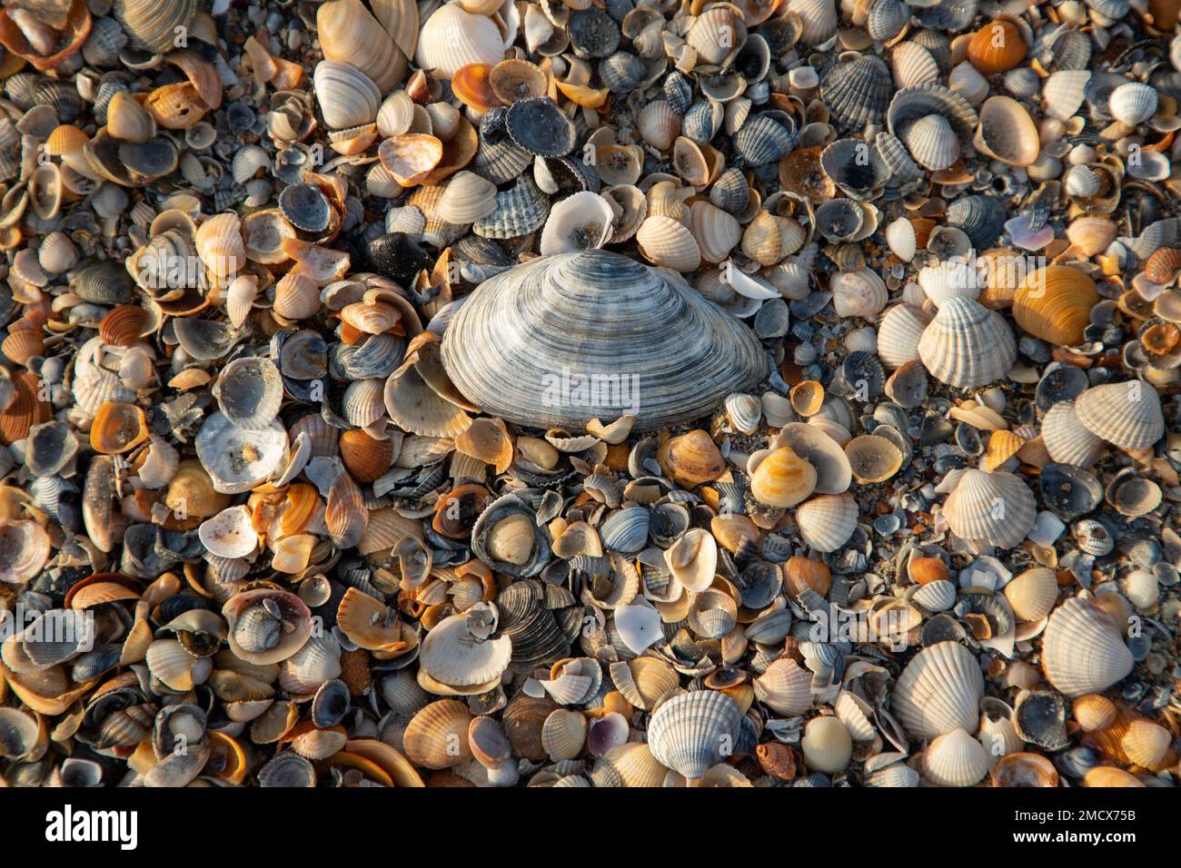 a top view of a seashell carpet on the shore, many shell Stock Photo ...