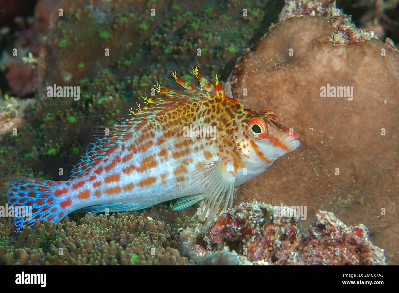 Dwarf animals hi-res stock photography and images - Alamy