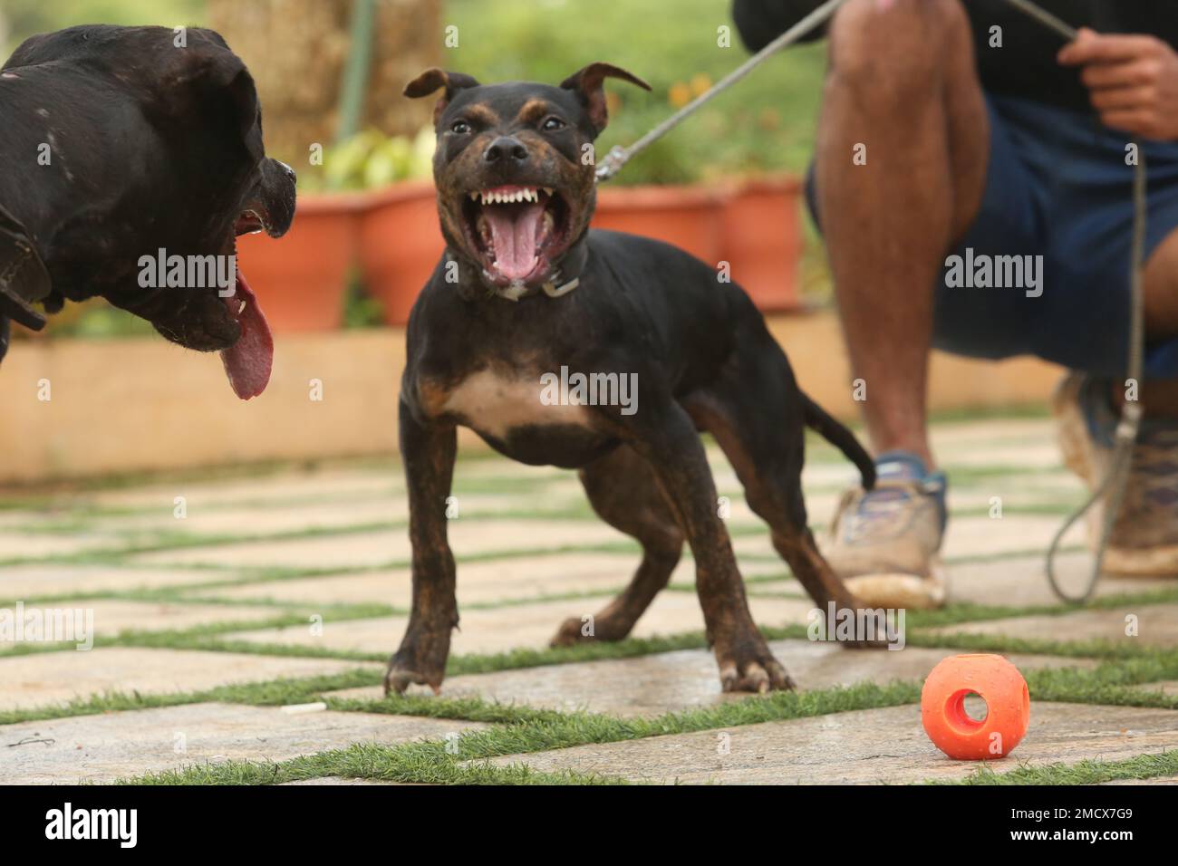 Two dark brown dogs barking furiously at each other in front of their ...
