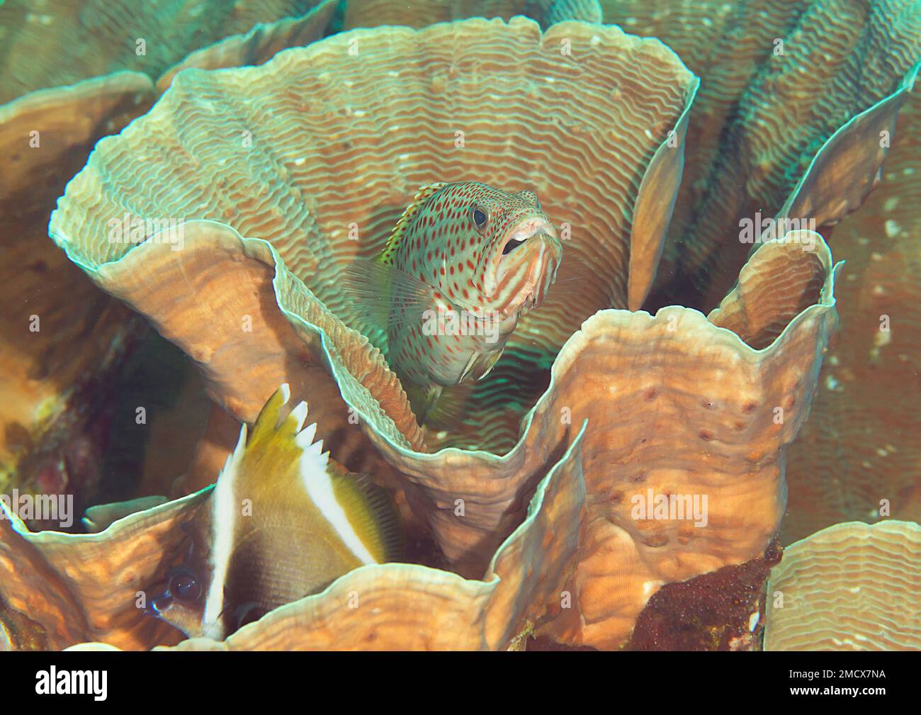 Grouper-Red Hind in the middle of the coral of Bali Stock Photo - Alamy