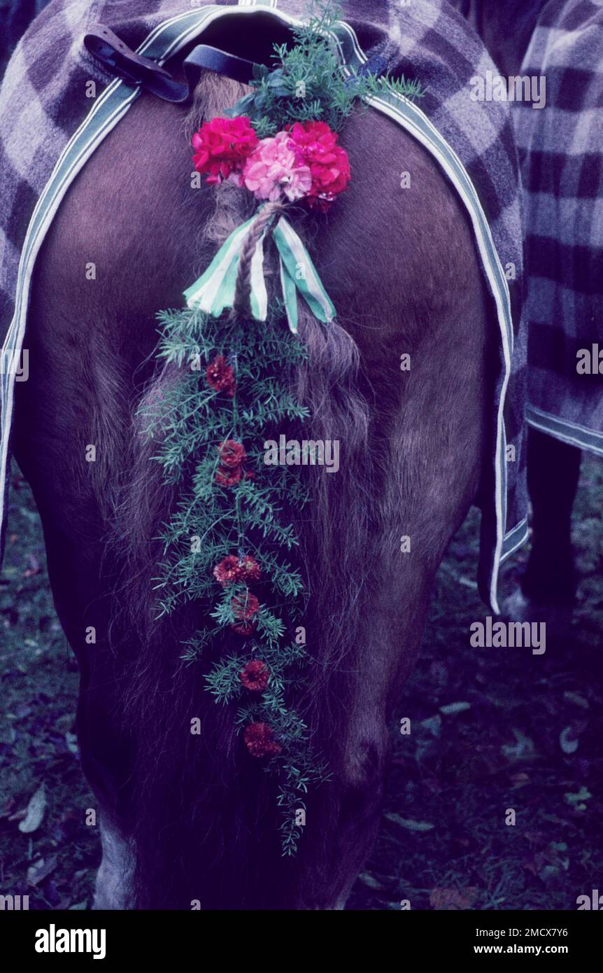 Leonhardi procession, historical, Sixties, Pre-Alps, parade, custom ...