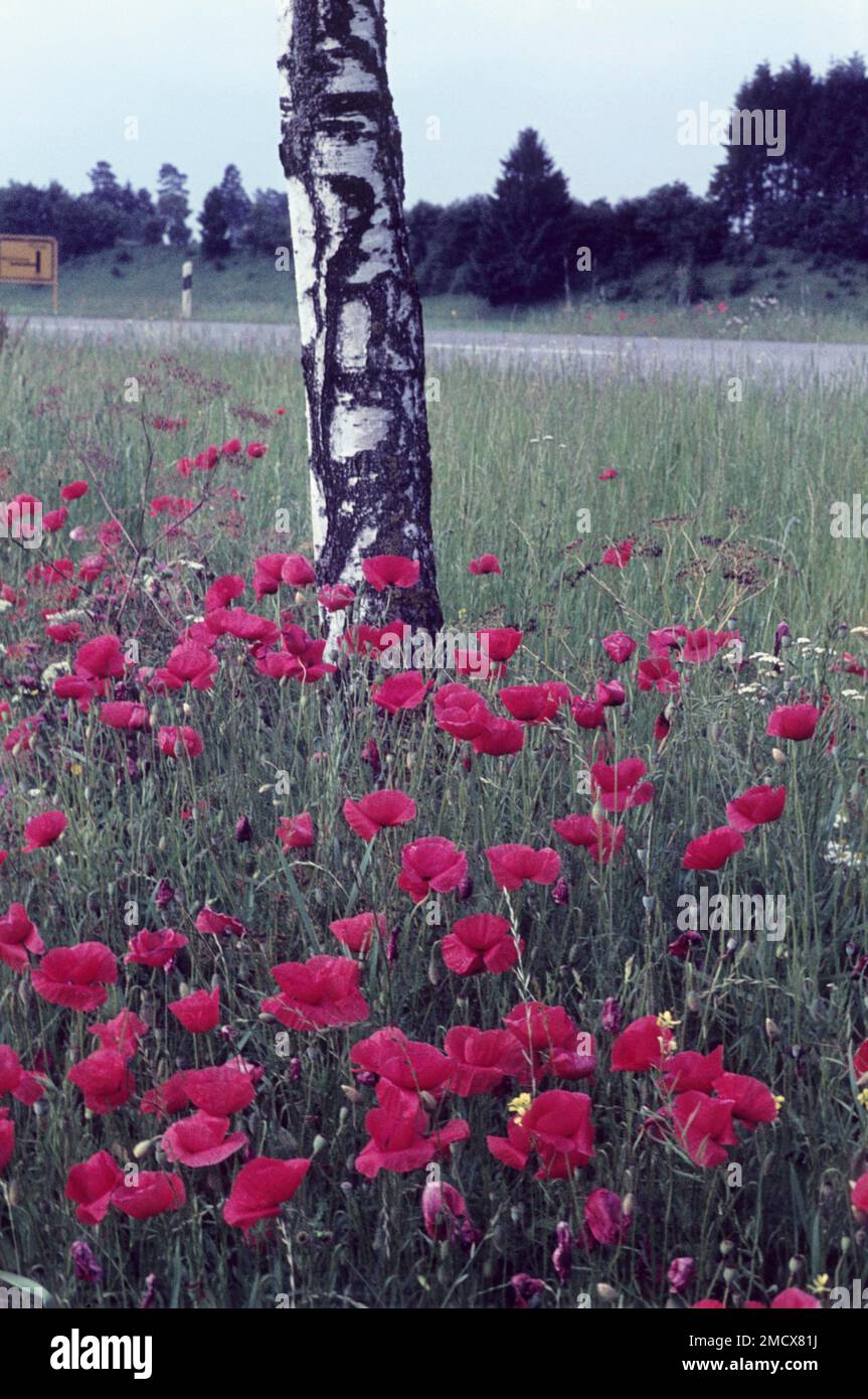 Corn poppy in front of birch, Murnau, Moss, Upper Bavaria, Bavaria ...