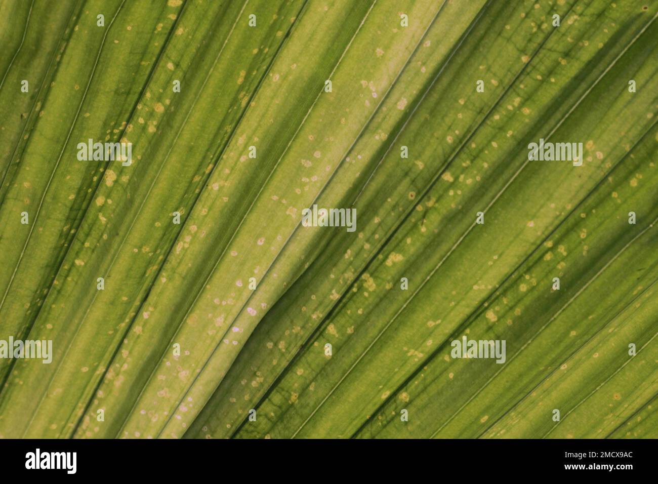 Full frame view of a tropical bright green palm tree leaf growing in ...