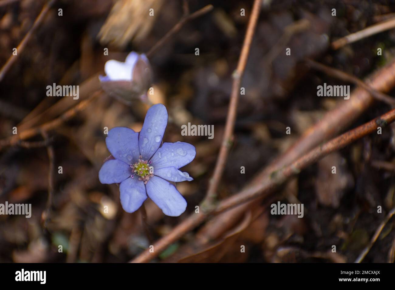 Close-up of a purple hepatica flower growing in brown leaves, spring ...