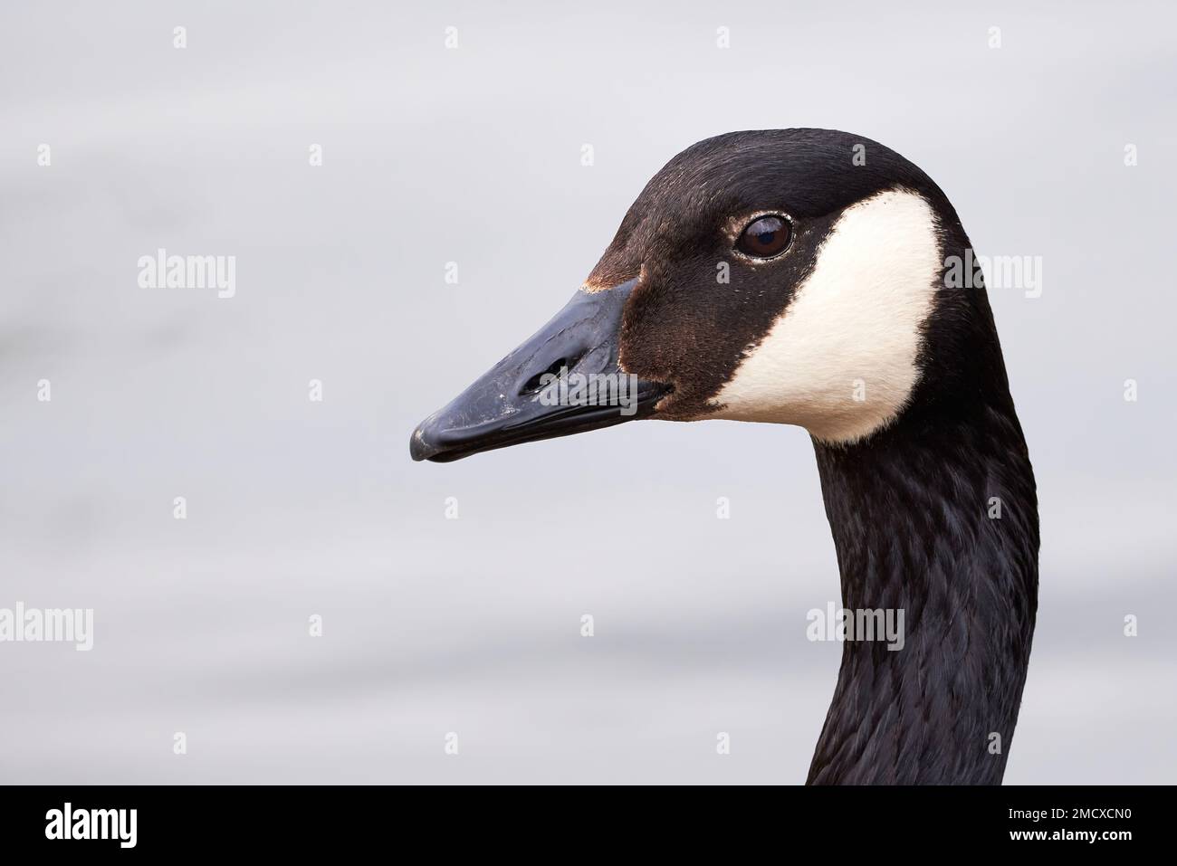 Canada goose eating plant hi-res stock photography and images - Alamy