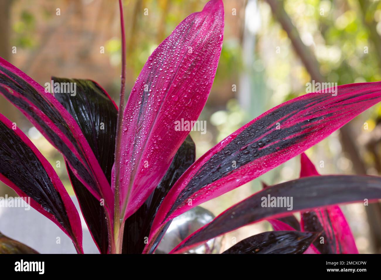 Alternanthera Dentata Purple Knight