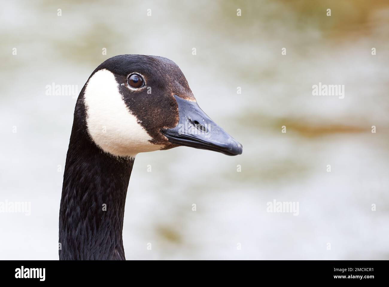 Canada goose eating plant hi-res stock photography and images - Alamy